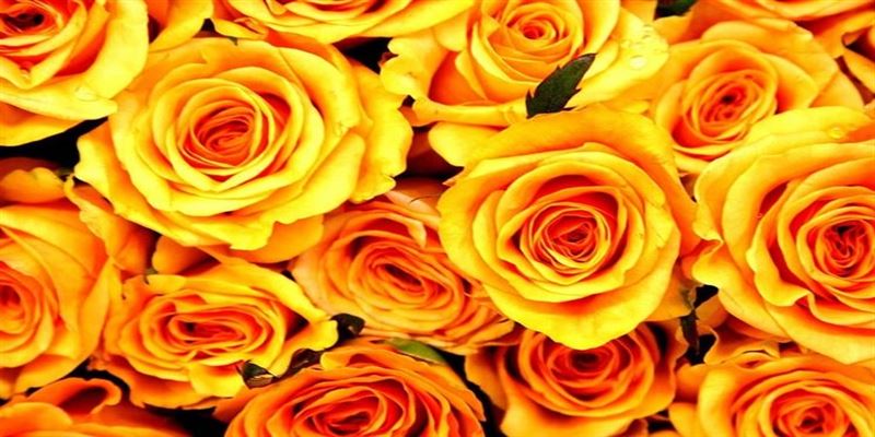 Rose gialle: leggenda e significato